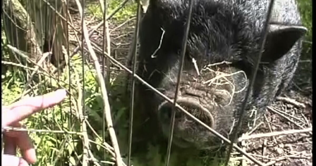 Drake‘s Barbecue | Folkstreams